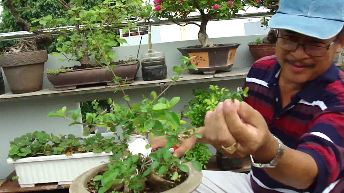 Cây sam hương? Nhật ký những điều cần bạn cần biết - Mạng Đời Sống ...